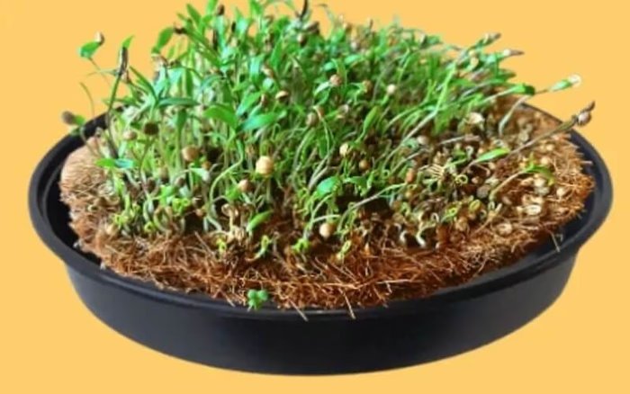 Win Microgreen Grow Kits by Silly Greens