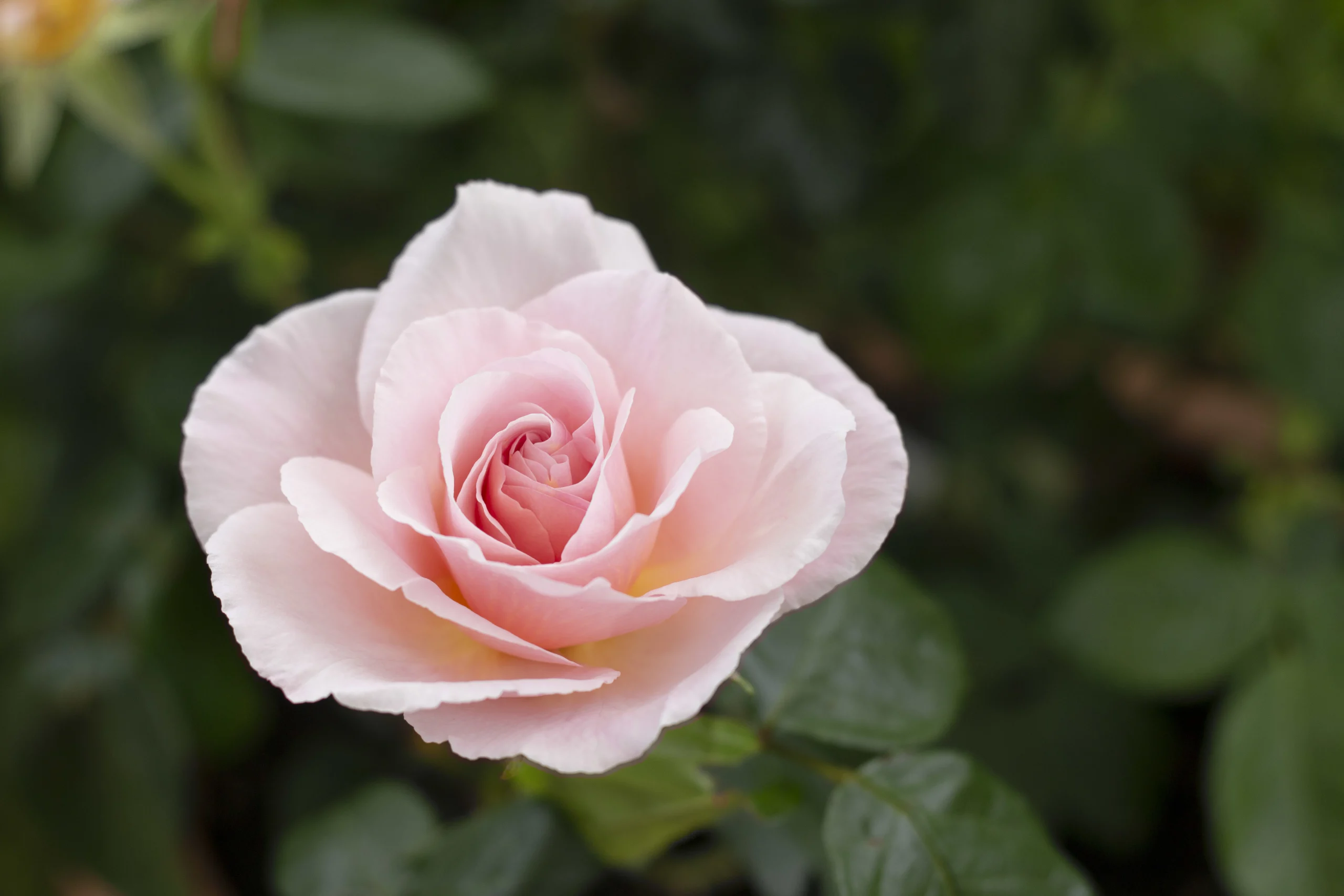 'Oxford Physic Rose' Unveiled