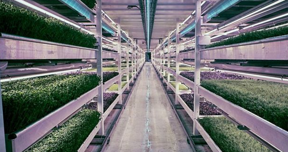 London underground farm starts harvesting