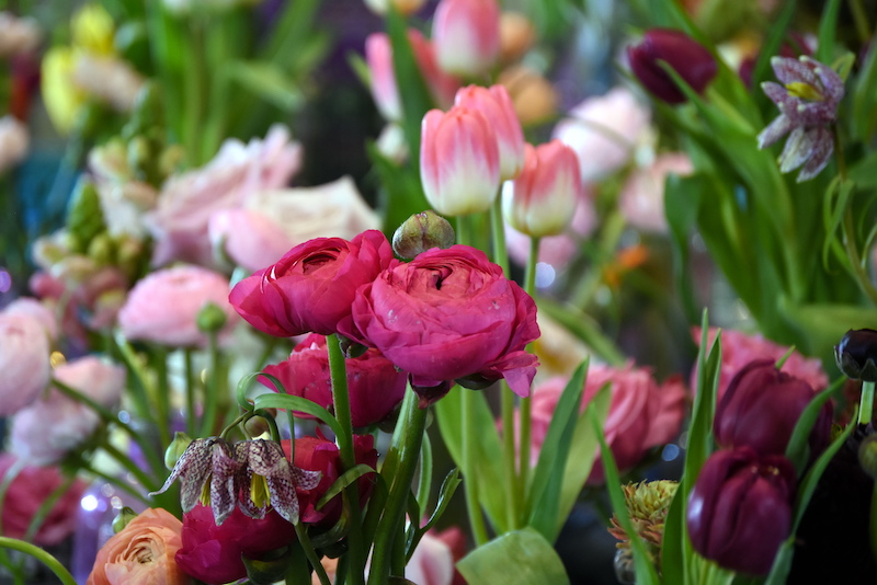 Joy of Spring at the Harrogate Spring Flower Show!
