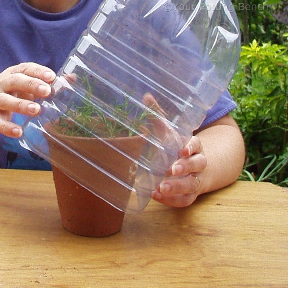 How to take semi-ripe cuttings